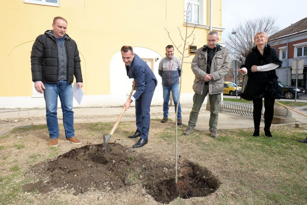 ISPRED županijske zgrade posađeno klonirano stablo 'gupčeve lipe ...
