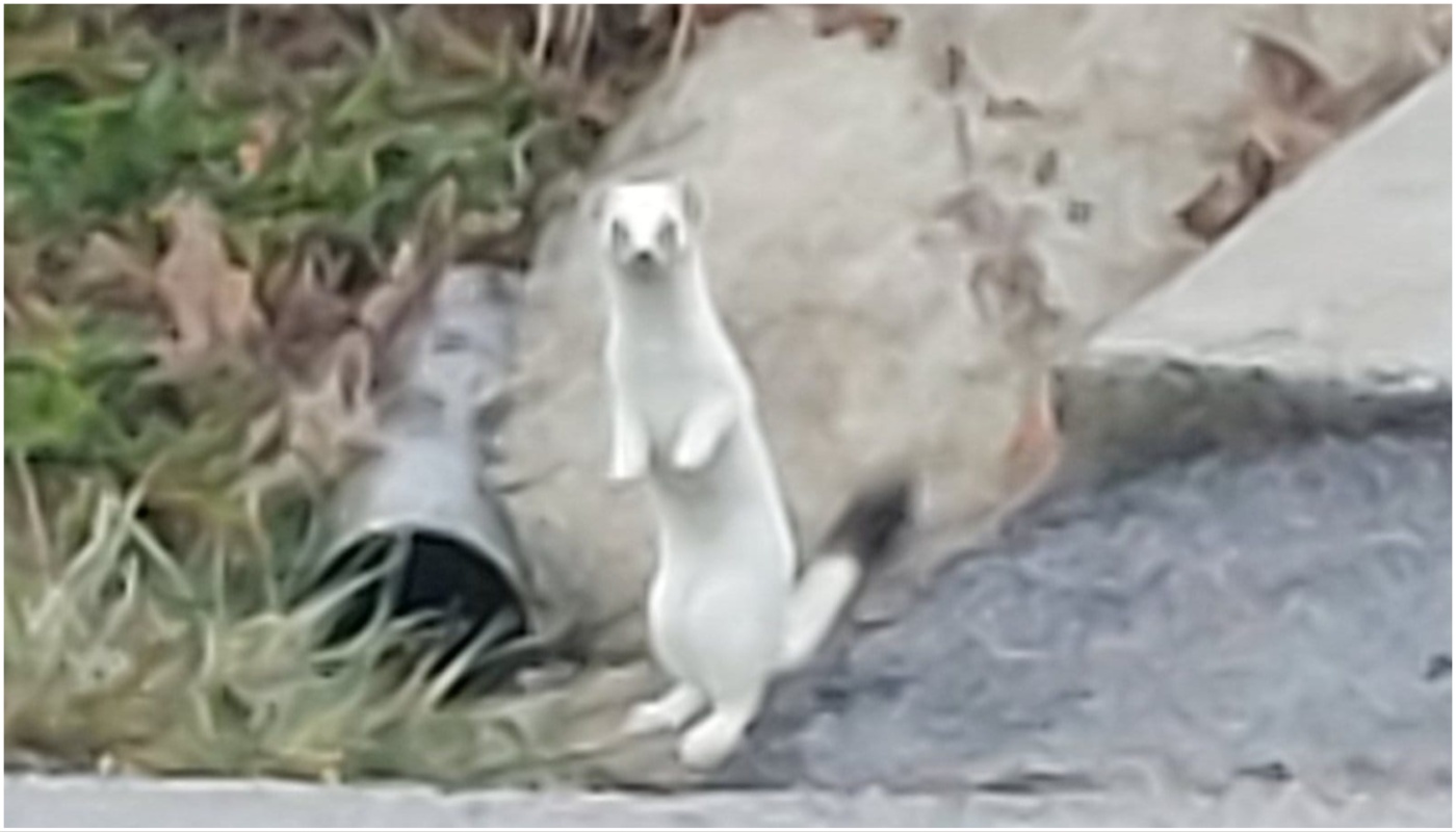 EVO ODGOVORA Nije riječ o albino lasici već o o zerdavu ili hermelinu ...