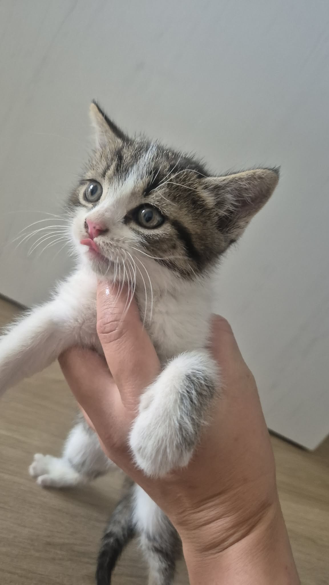 TRAŽI SE VLASNIK U Svetom Martinu na Muri pronađen mali mačić ...