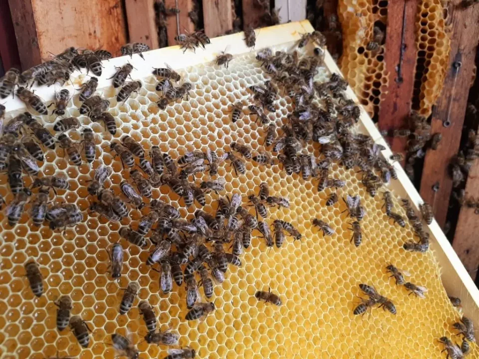 ODRŽANA SKUPŠTINA Željko Trupković nastavlja voditi Udrugu pčelara ...