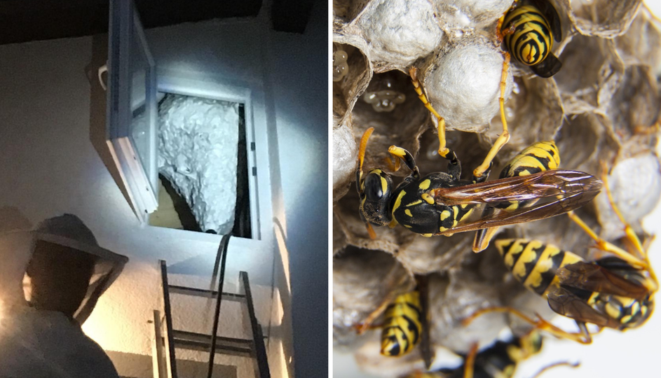 Na tavanu obiteljske kuće u Dunjkovcu našli golemi osinjak - eMedjimurje.hr