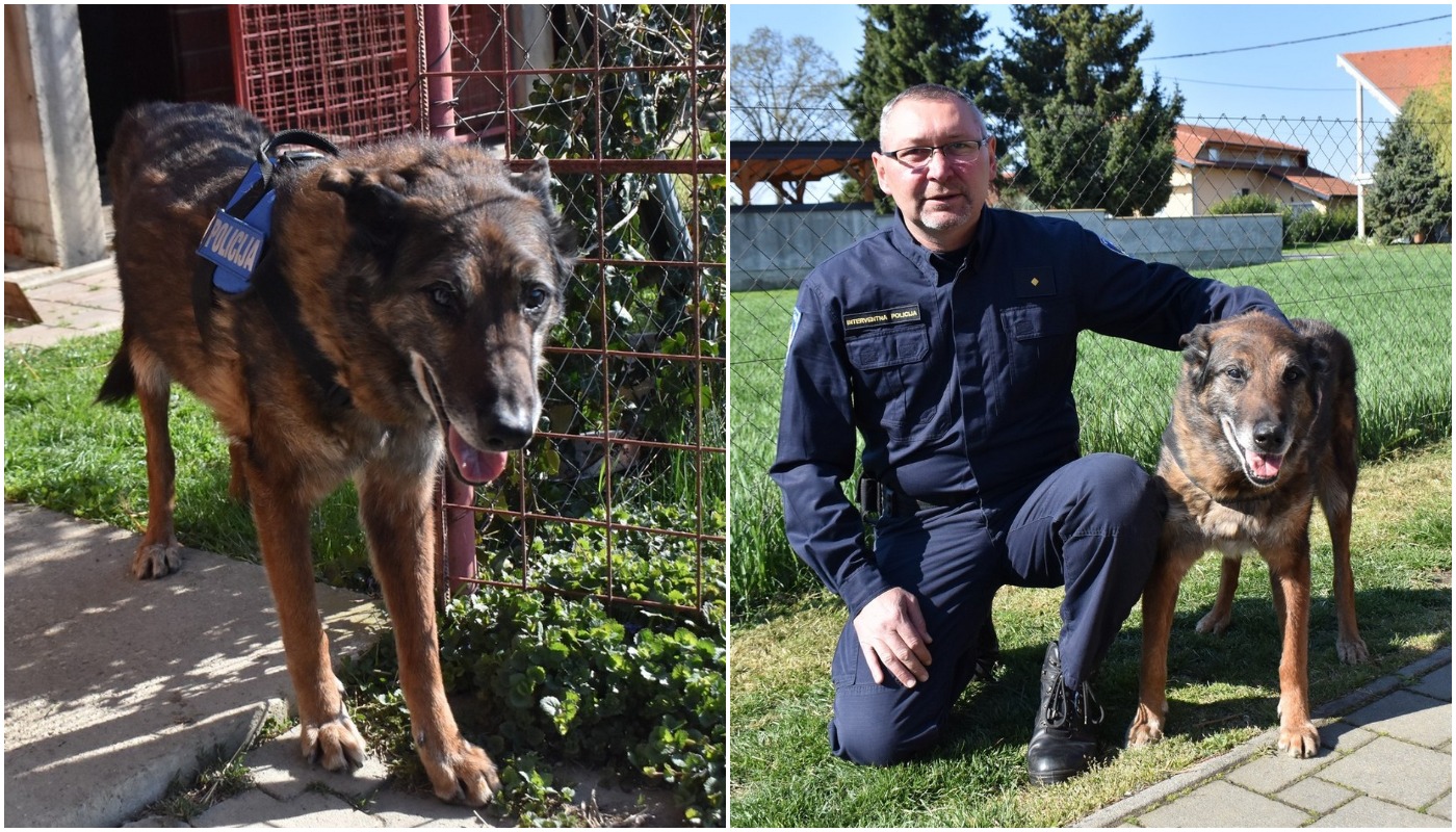 POLICIJSKI PAS BOSS Glavna njuška za traženje eksploziva danas uživa u ...