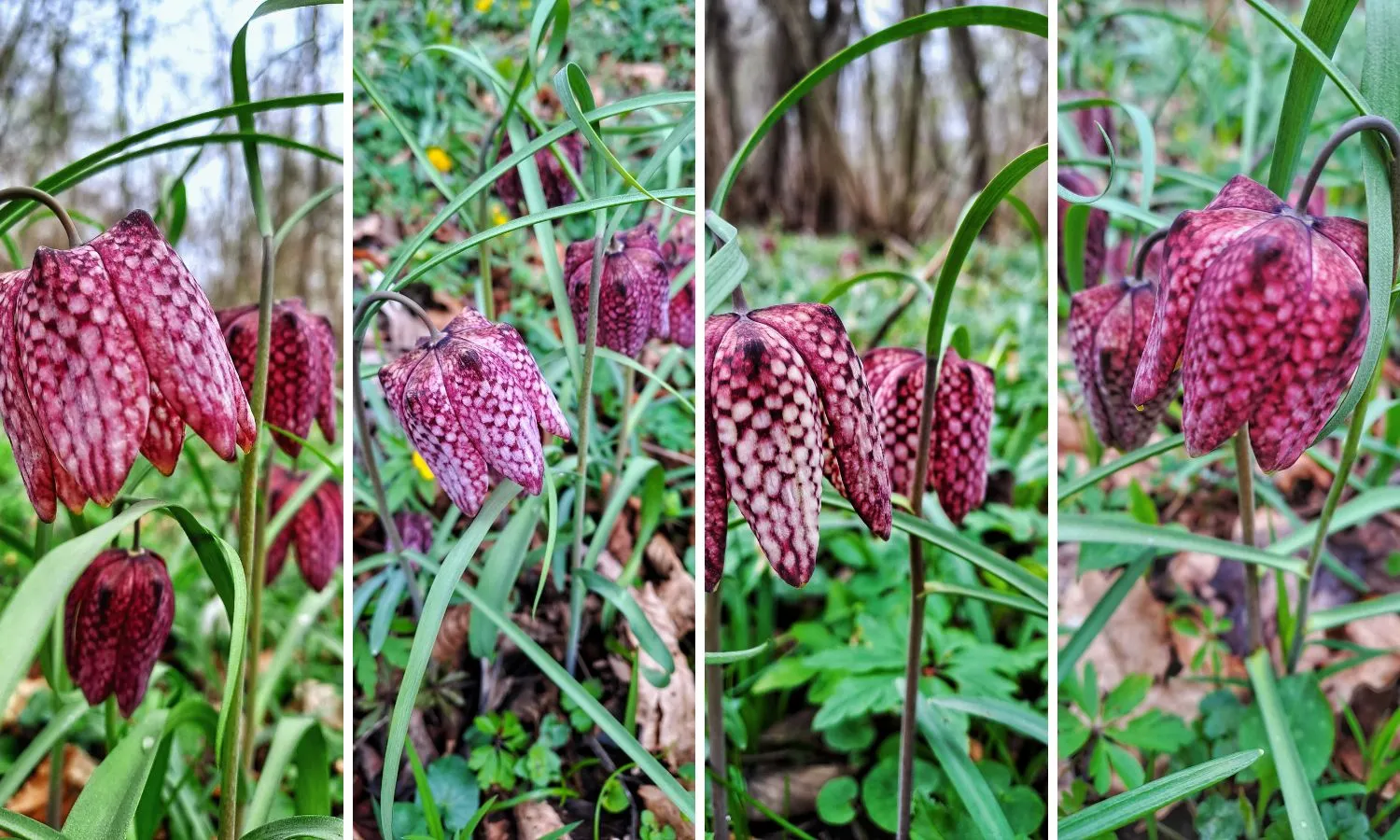 PREKRASAN CVIJET Kockavica je zaštićena još od davne 1958. godine ...