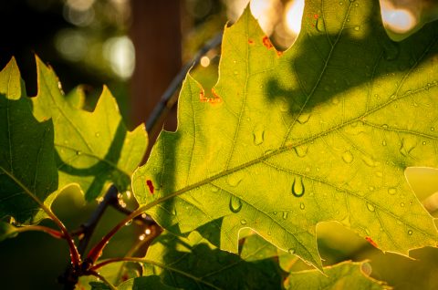 PROMET USPOREN I GUST Vlažni kolnici, magla i radovi stvaraju kolone na autocestama - eMedjimurje.hr